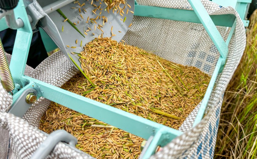 Produção de arroz no Baixo São Francisco alagoano cresce 41% em três ...