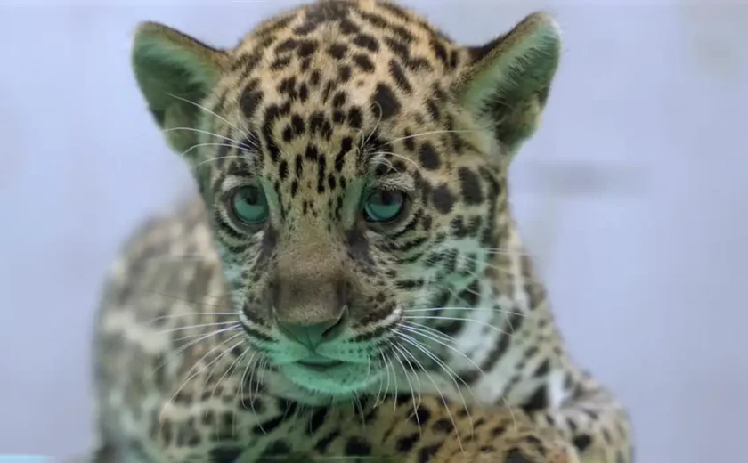 Onça-pintada nascida no BioParque Vale Amazônia ganha o nome de Xingu ...